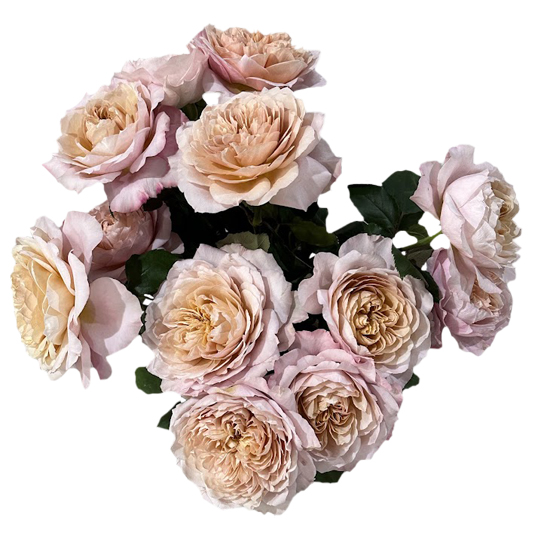 Flower Power - Home